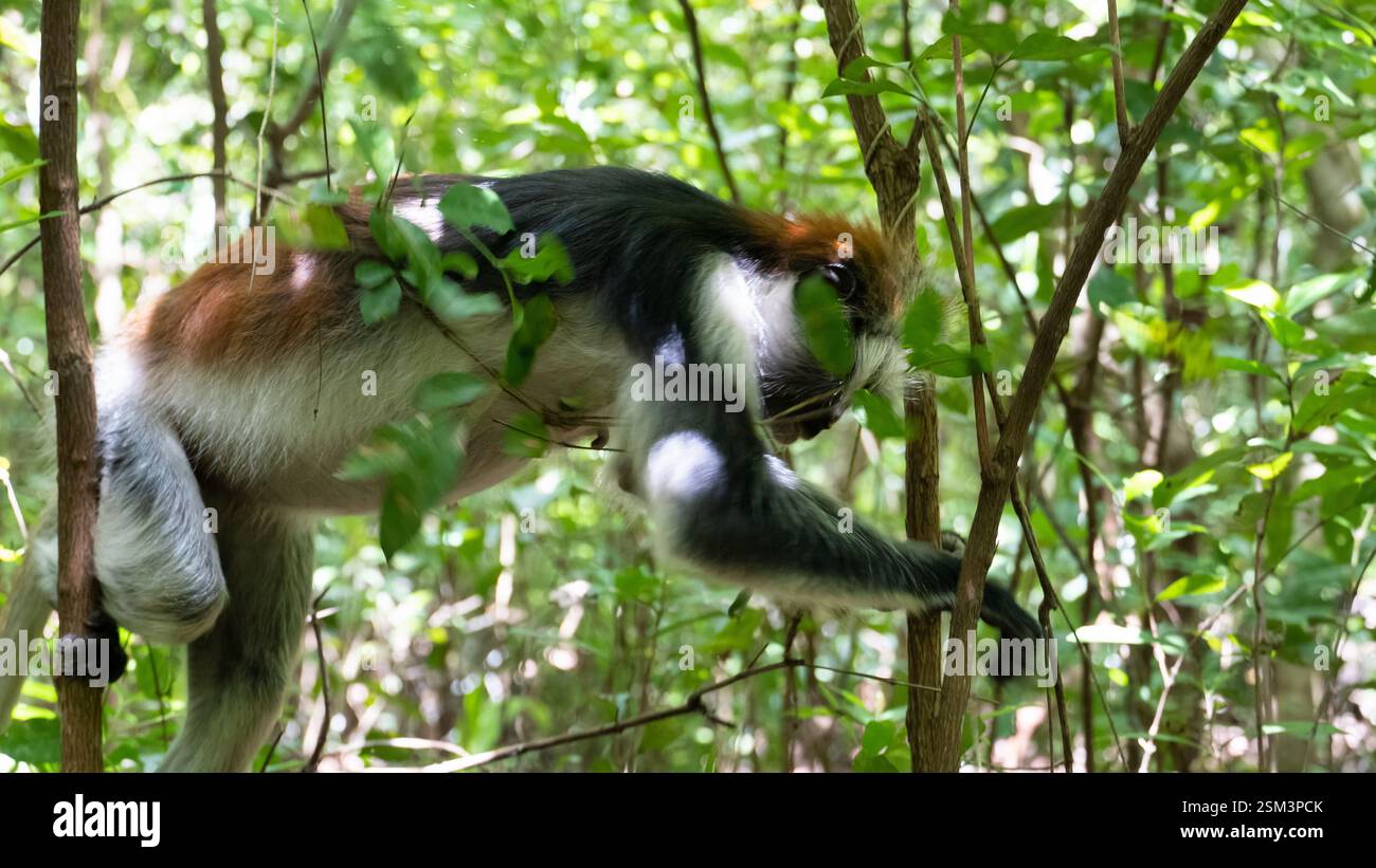 A clever and curious monkey skillfully navigates through the thick ...