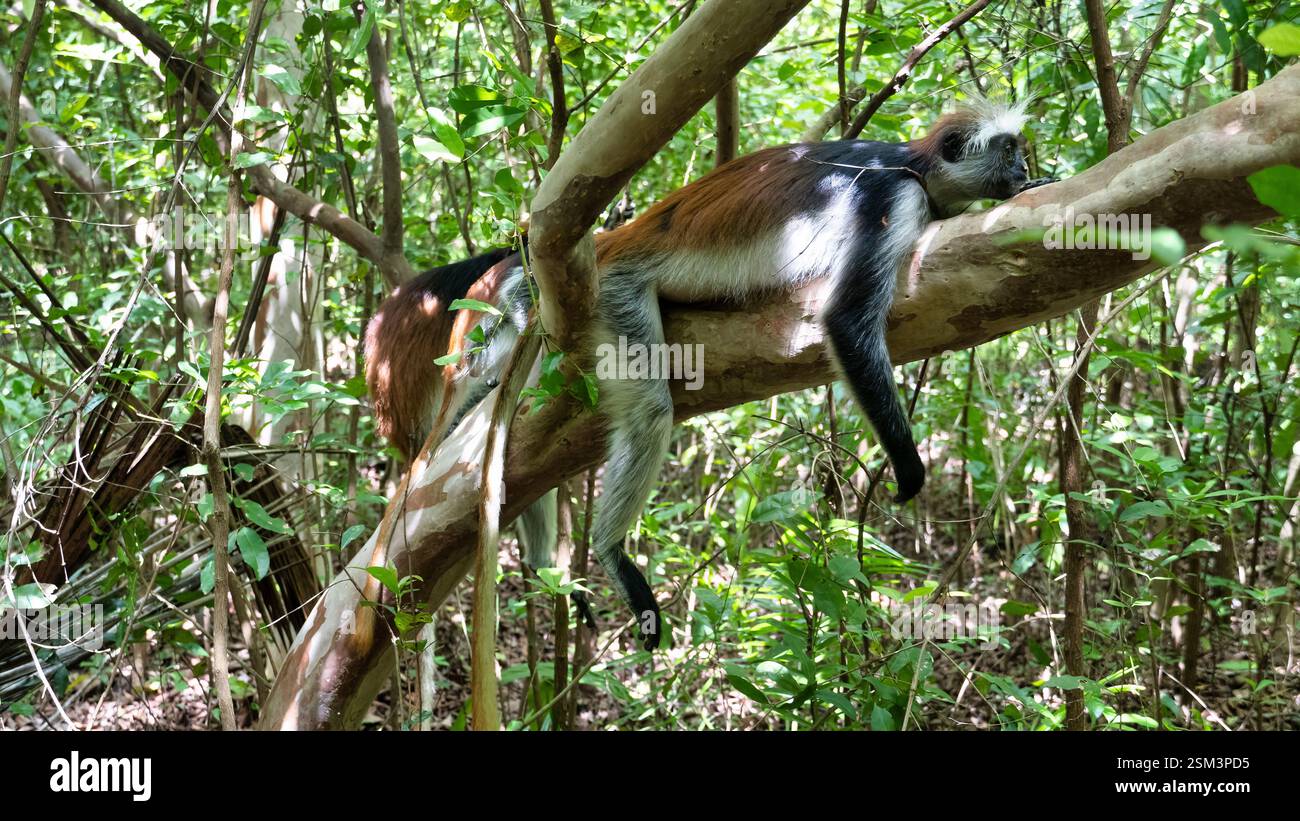 A peaceful monkey is lounging on a branch, surrounded by lush greenery ...