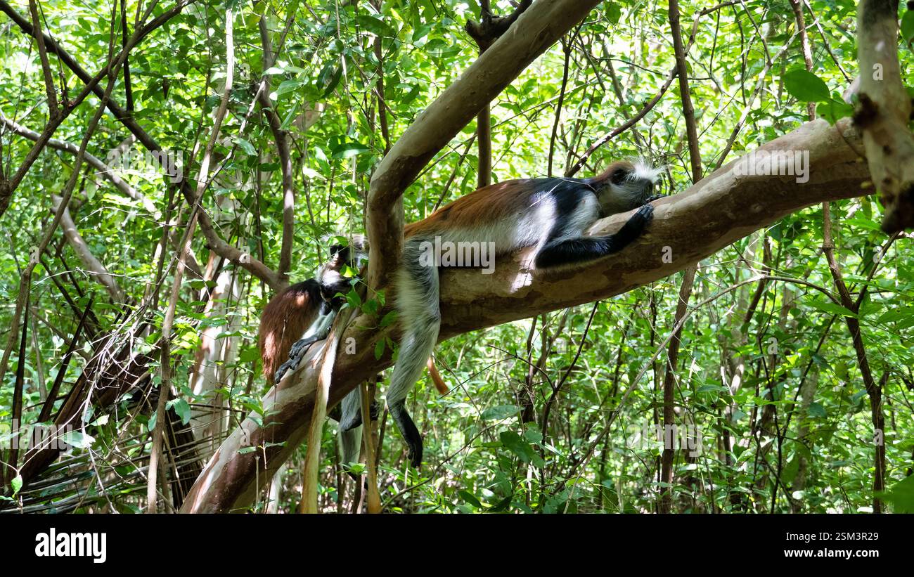 Two sleek monkeys are playfully lounging on a sturdy branch amidst the ...