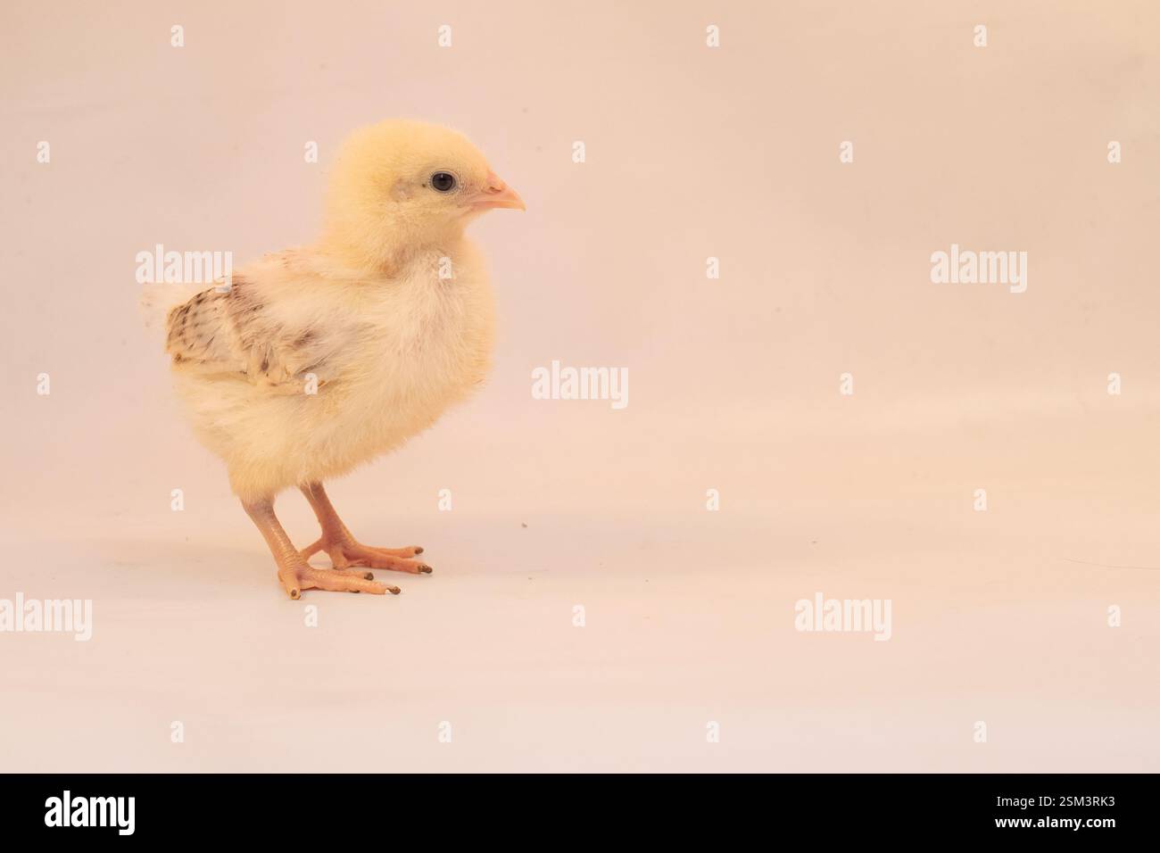 day old chicks Stock Photo - Alamy