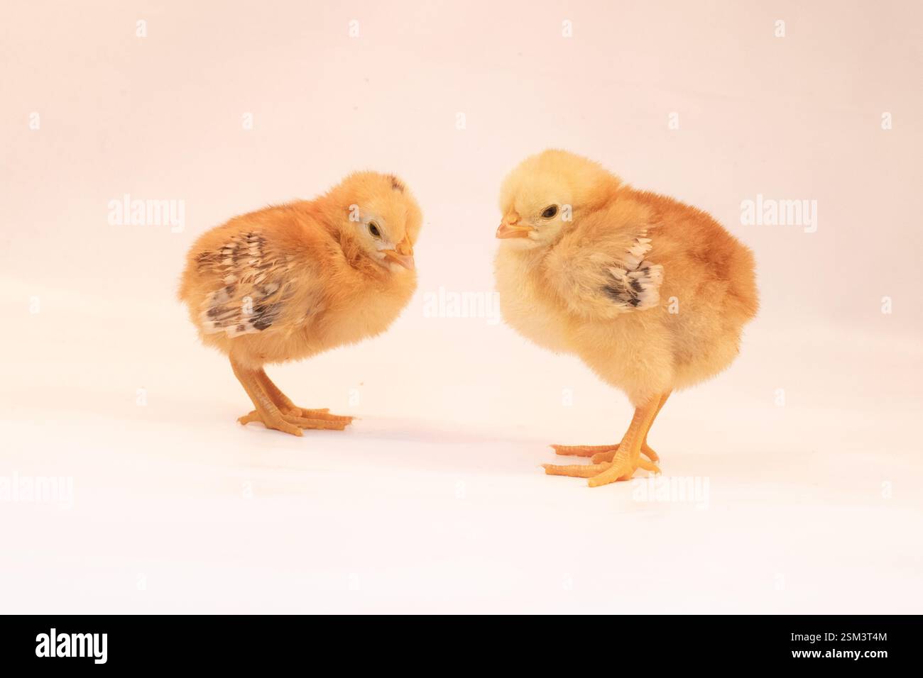 day old chicks Stock Photo - Alamy