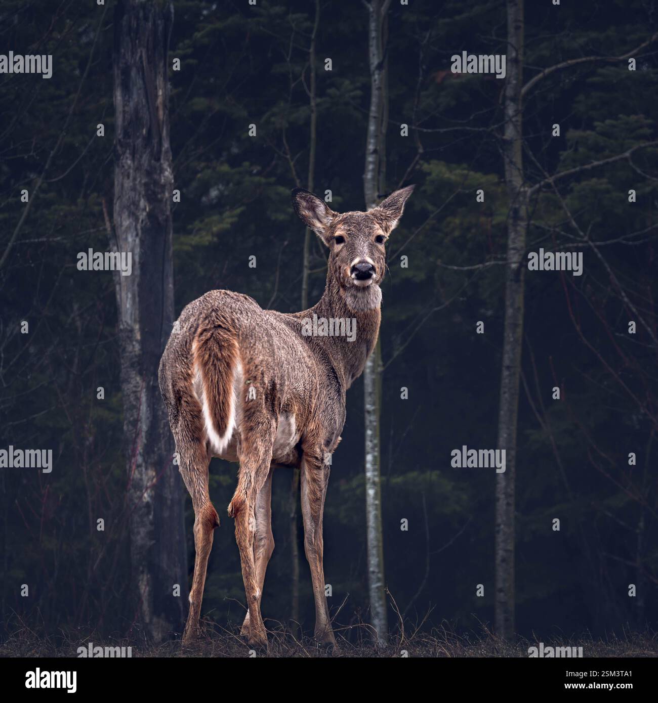 A white-tailed deer stands alert in the forested area of Current River ...