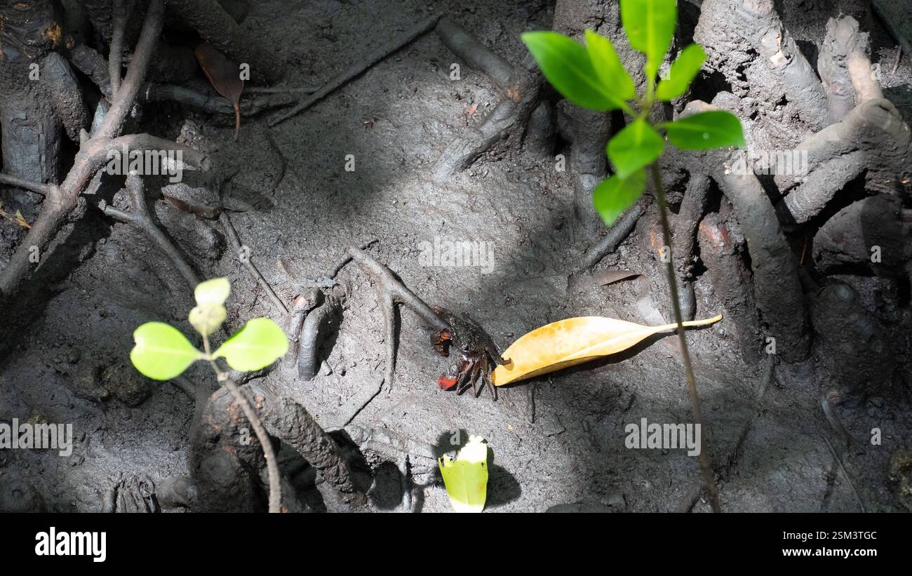 A detailed, closeup view of a flourishing mangrove habitat, displaying ...