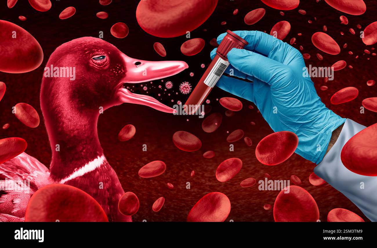 Avian Flu Outbreak and Influenza In Wild Birds Spreading Bird-Flu and ...