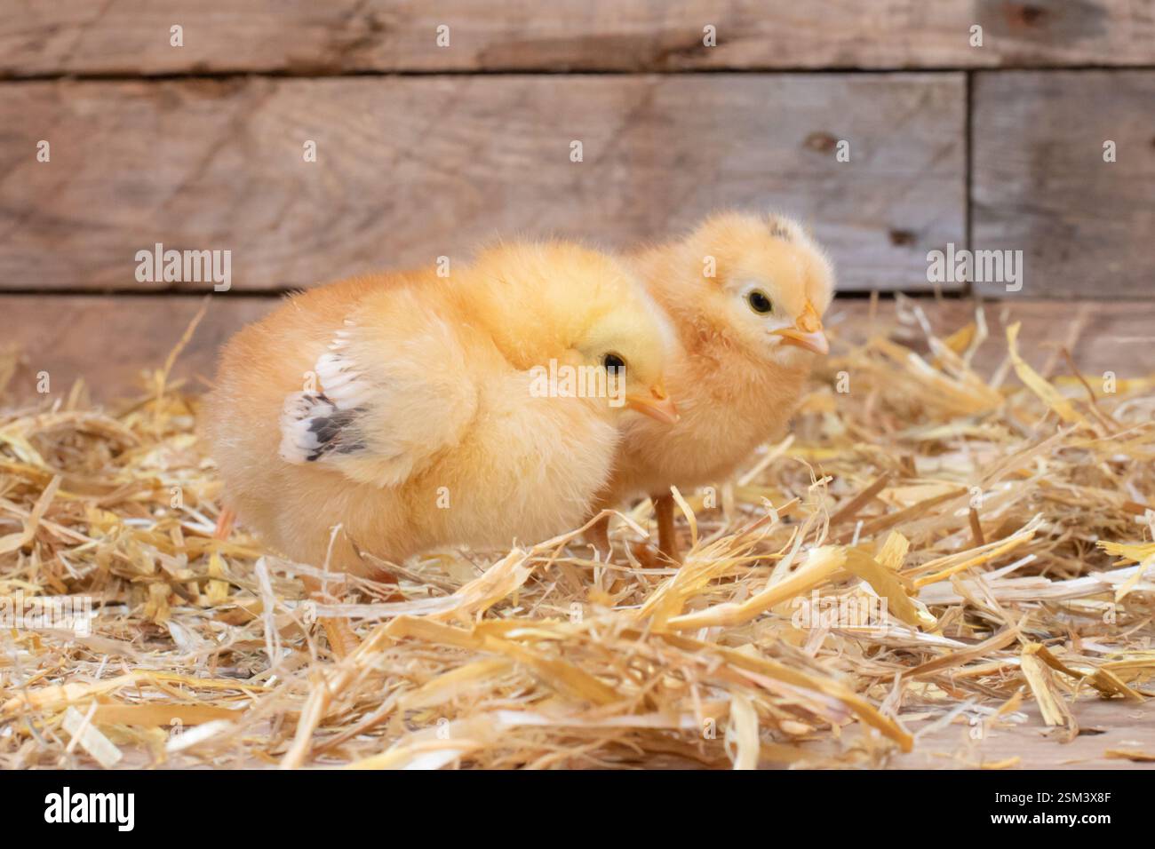 day old chicks Stock Photo - Alamy