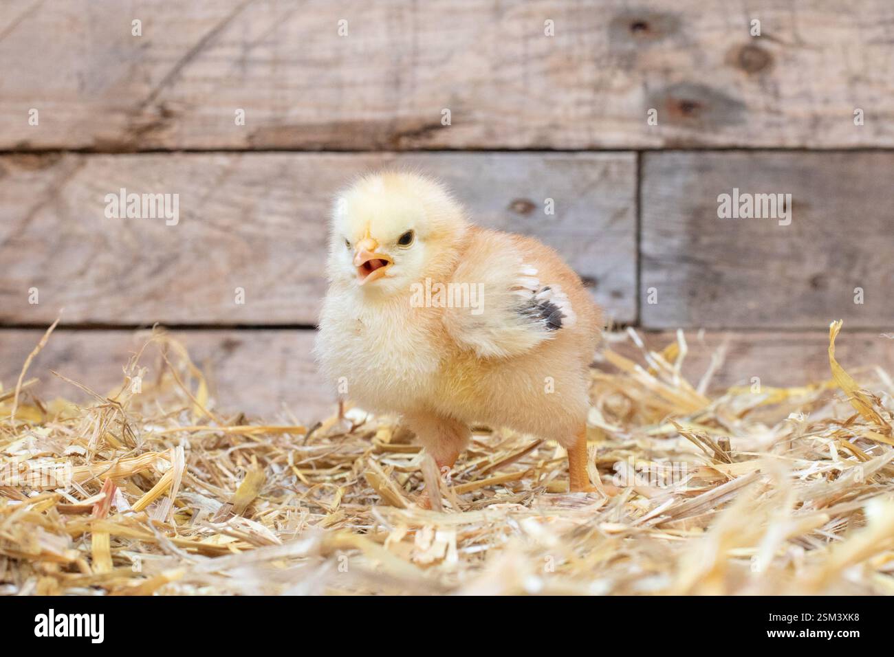 day old chicks Stock Photo - Alamy