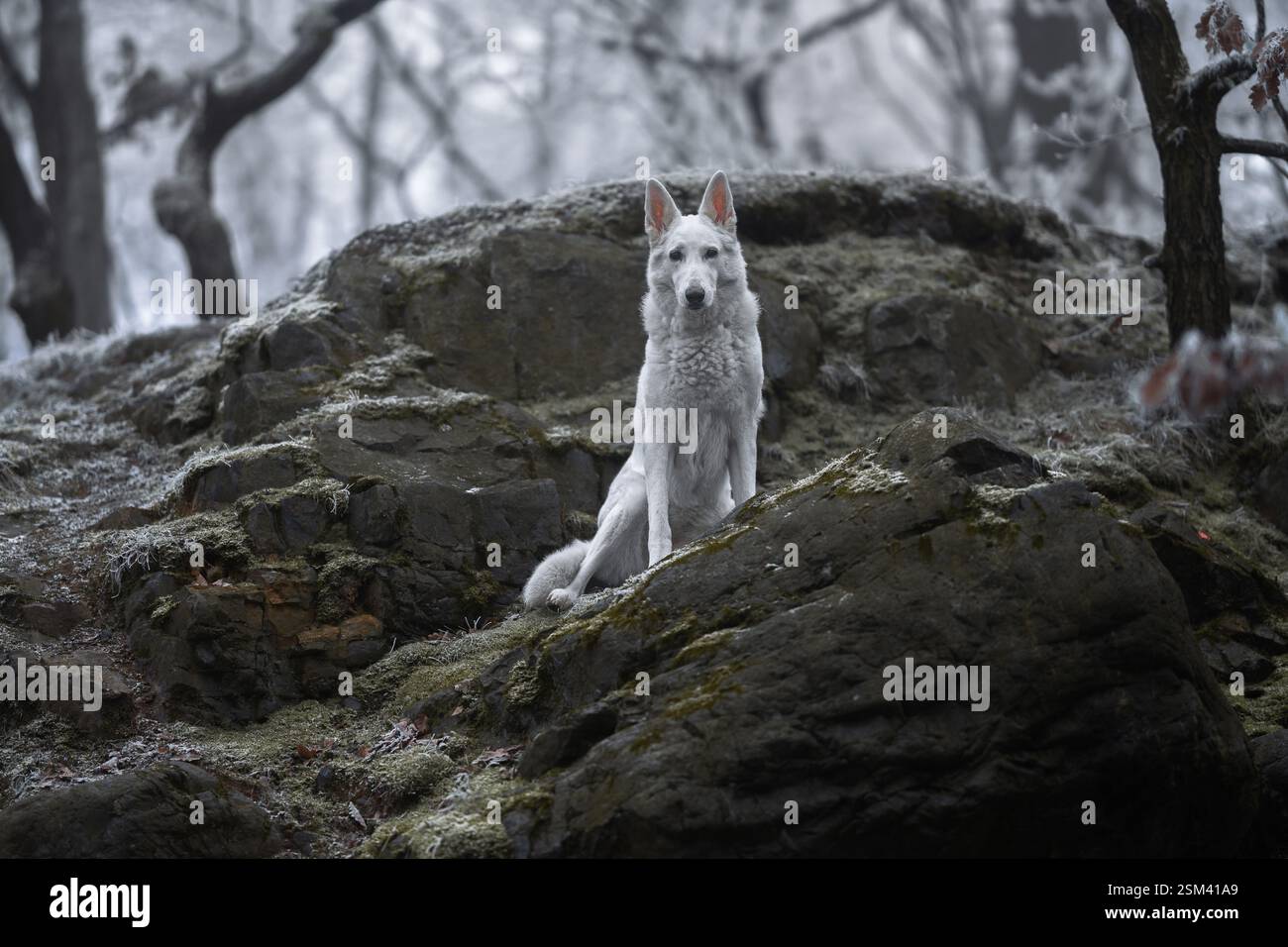 Beautiful and calm fluffy Swiss shepherd dog portrait outside in the ...