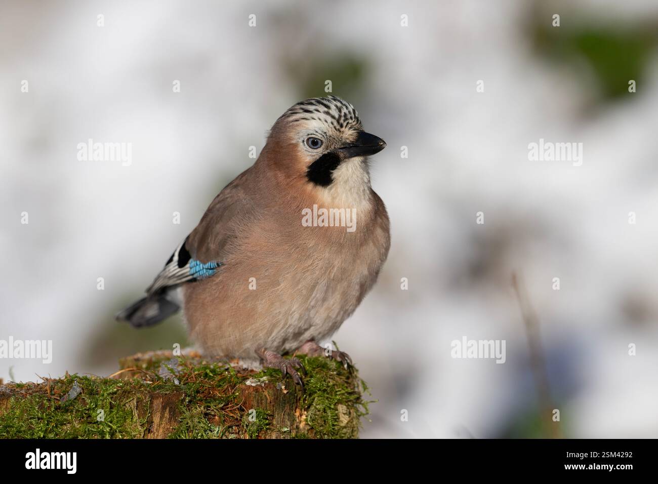 Eurasian Jay (Garrulus glandarius) in the snow Yorkshire England Stock ...