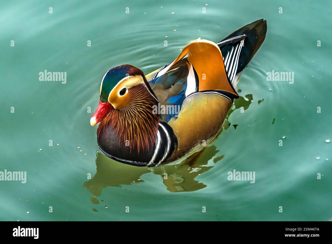 Colorful Male Mandarin Duck Aix Galericulata Summer Palace Beijing ...