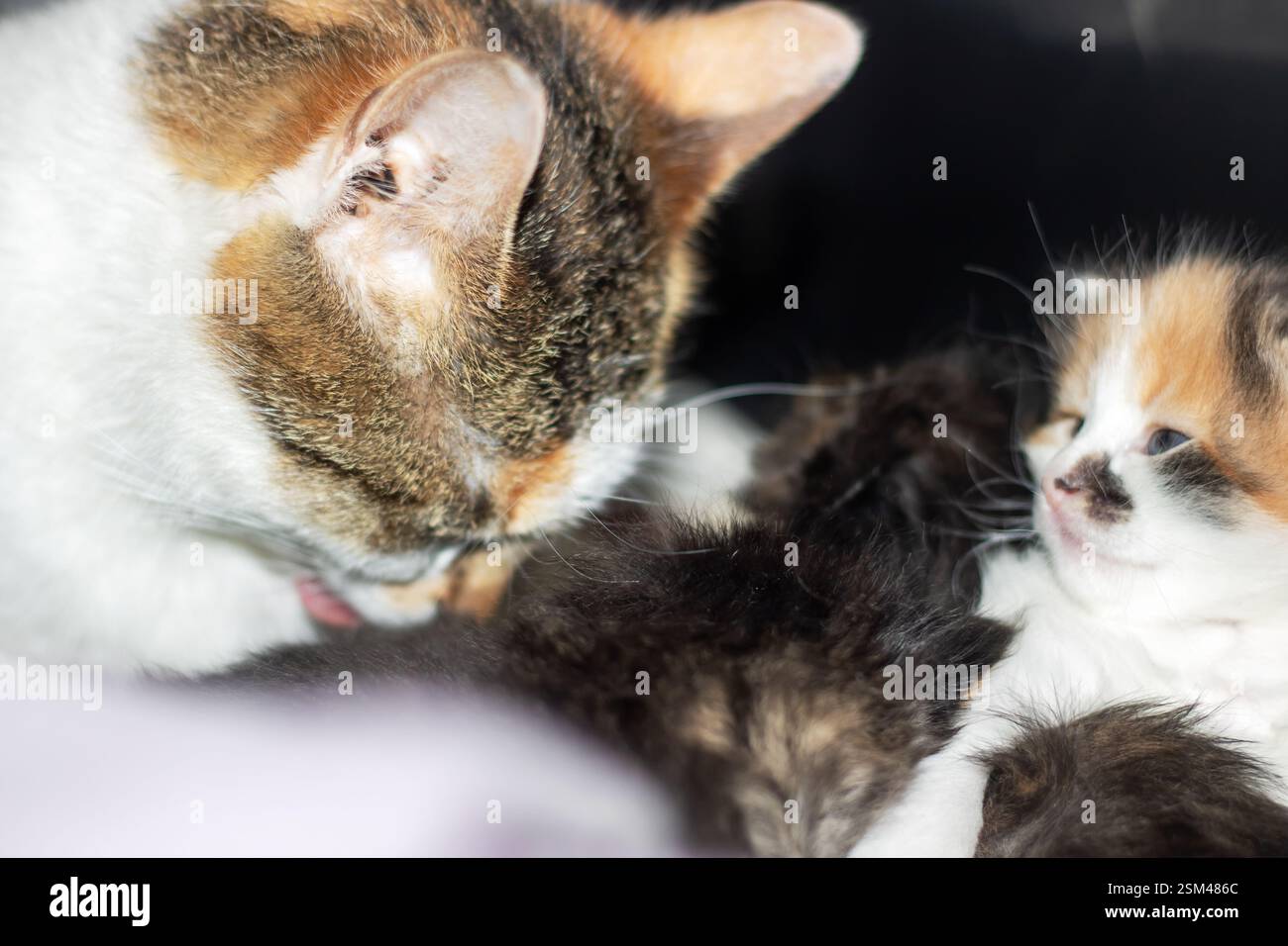 A calico cat is lovingly licking the tiny nose of a playful and ...