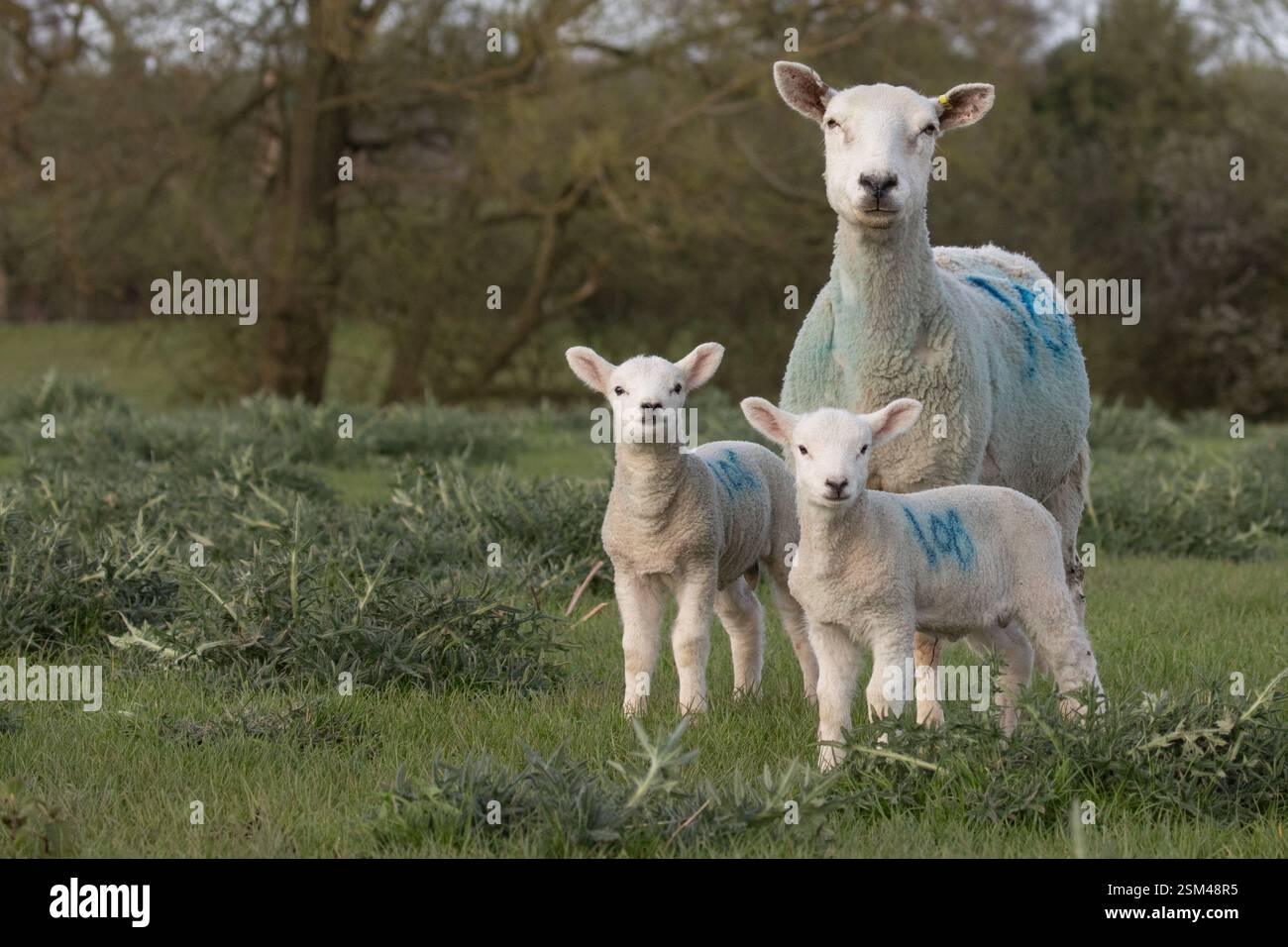 baby lambs in the meadow Stock Photo - Alamy