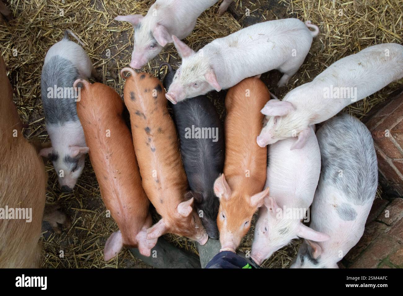 pig and piglets on a farm Stock Photo - Alamy