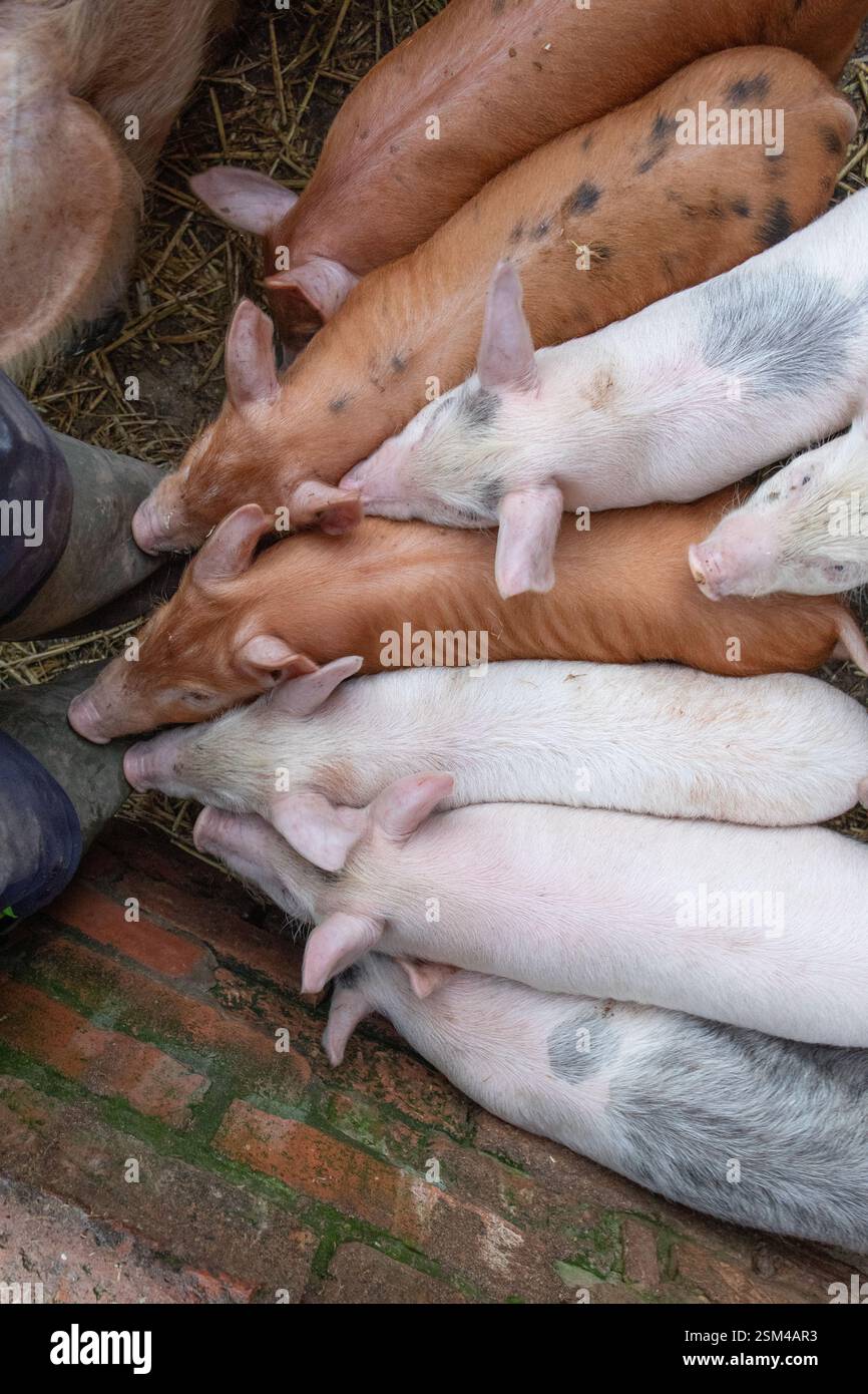 pig and piglets on a farm Stock Photo - Alamy