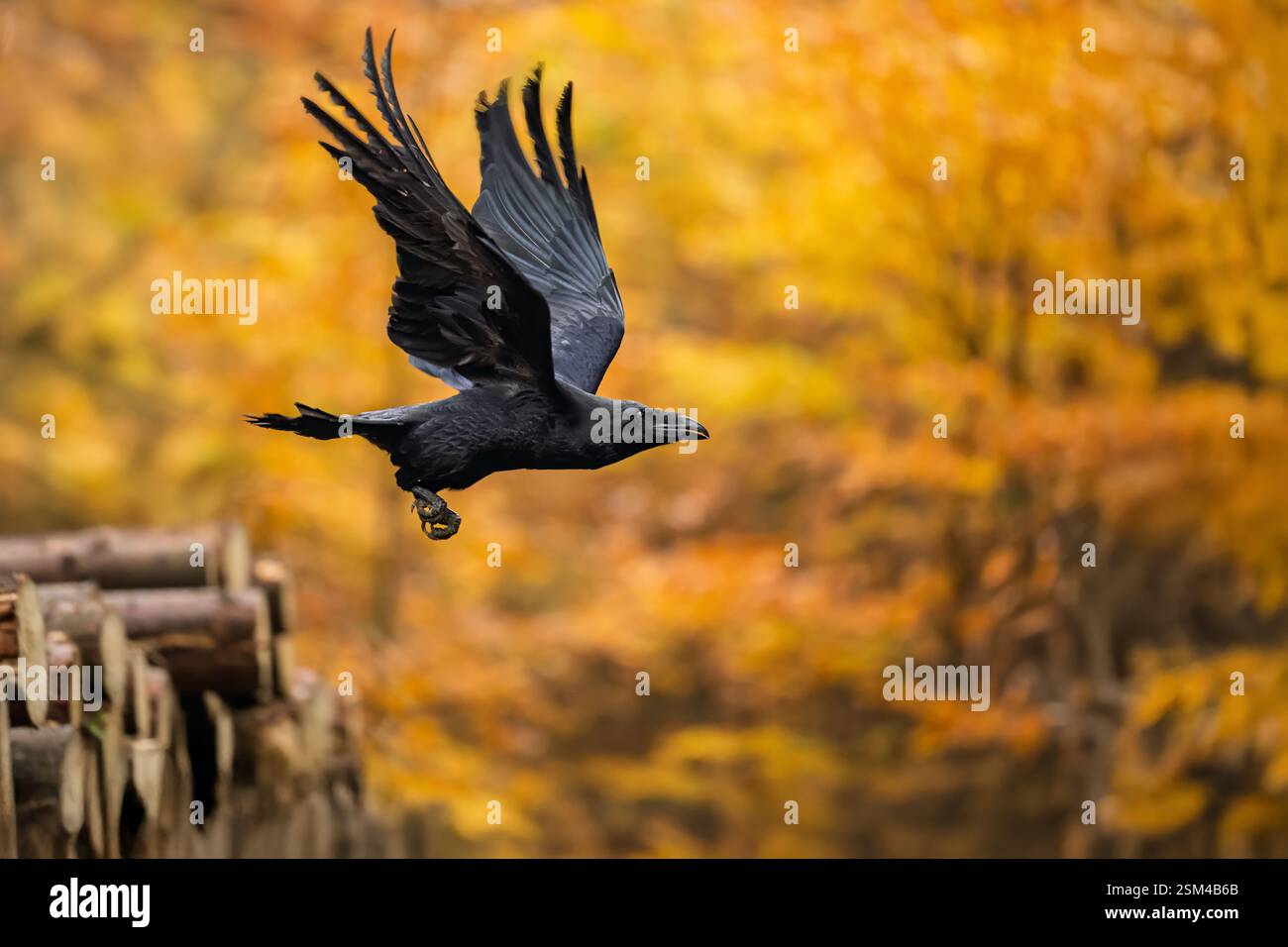 The great raven flies through the forest in search of food Stock Photo ...