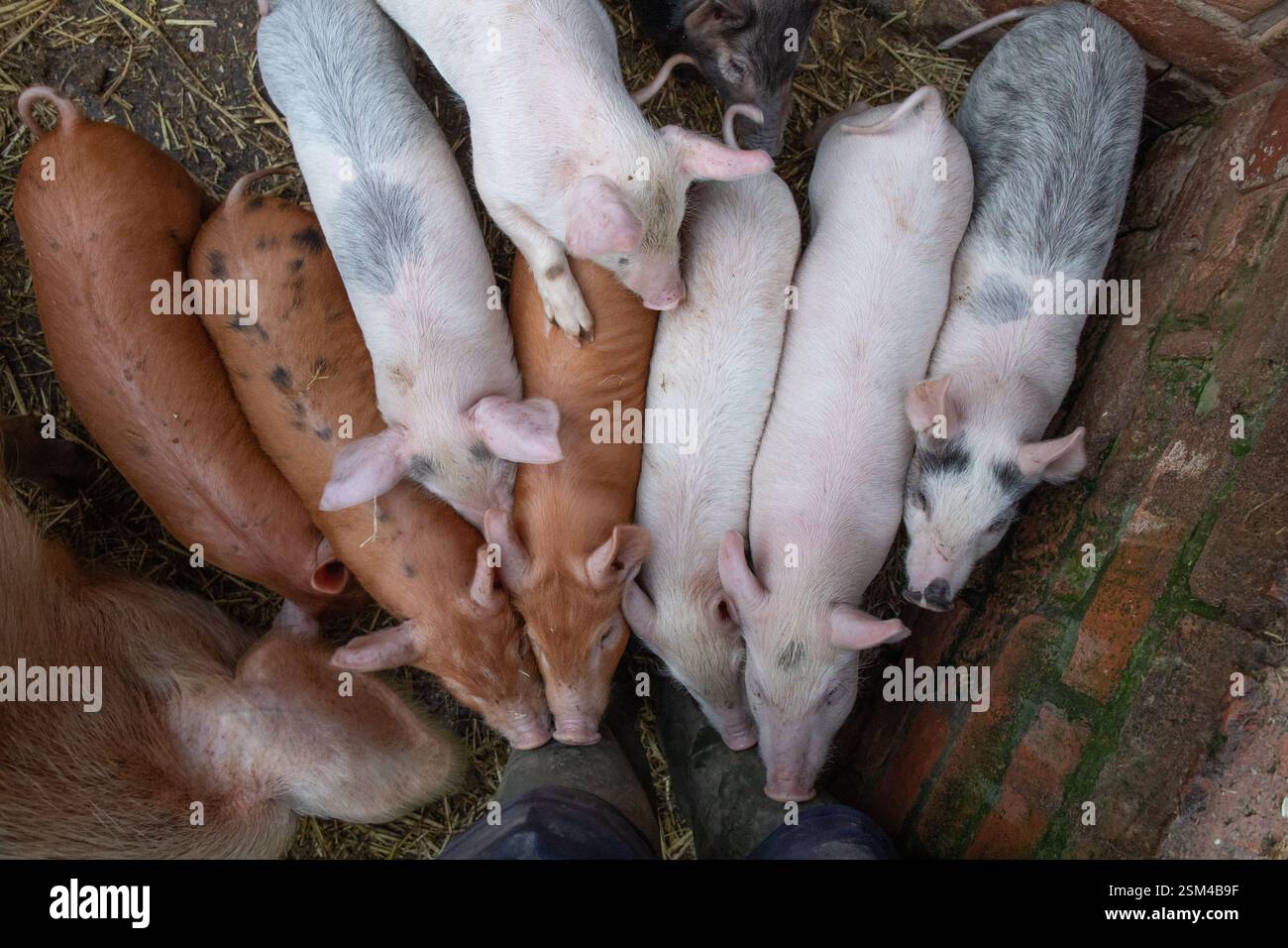 pig and piglets on a farm Stock Photo - Alamy