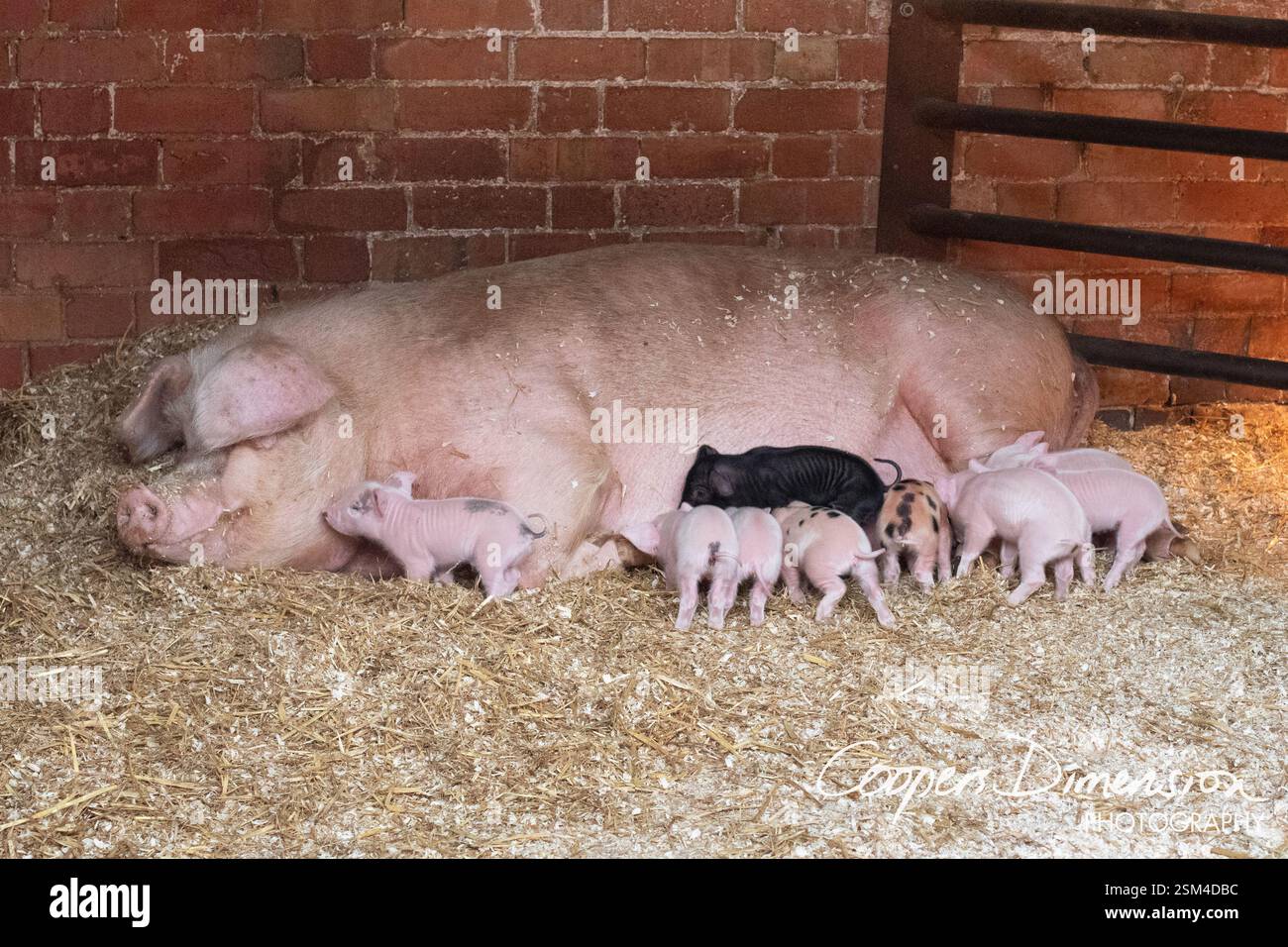 pig and piglets on a farm Stock Photo - Alamy