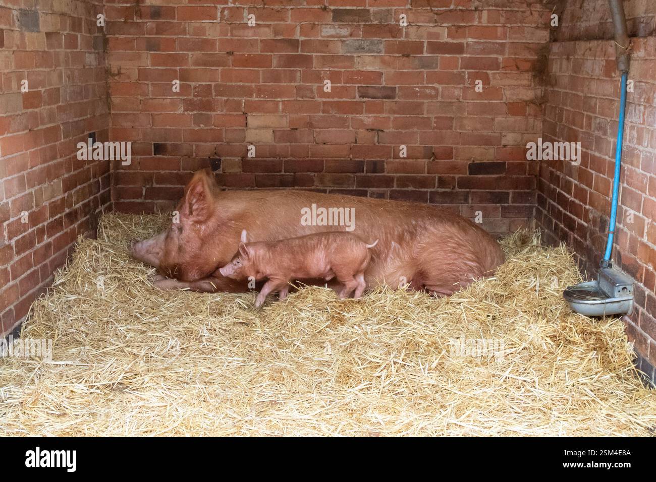 pig and piglets on a farm Stock Photo - Alamy