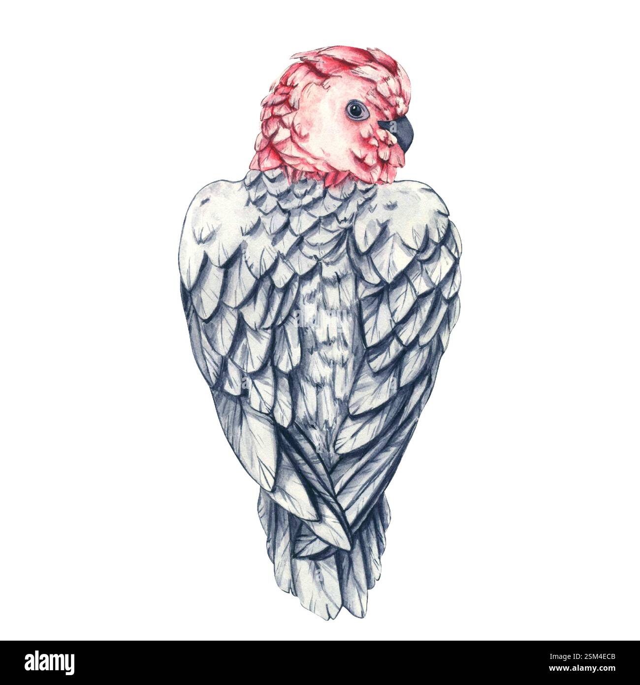 Pink-breasted cockatoo. Watercolor illustration of an Australian bird ...