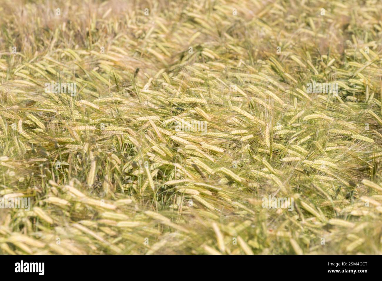 Wheat field dancing wind hi-res stock photography and images - Alamy