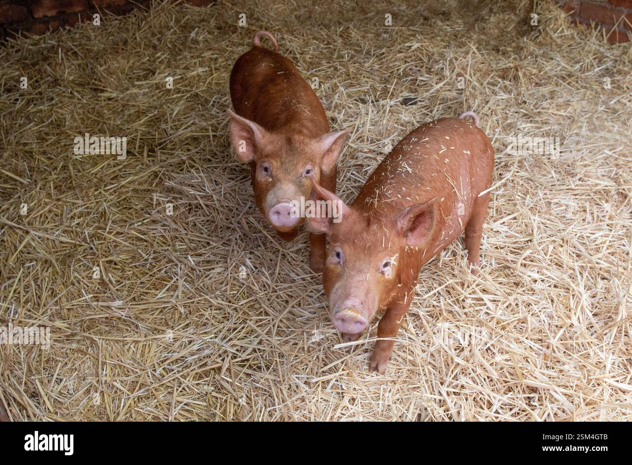 pig and piglets on a farm Stock Photo - Alamy