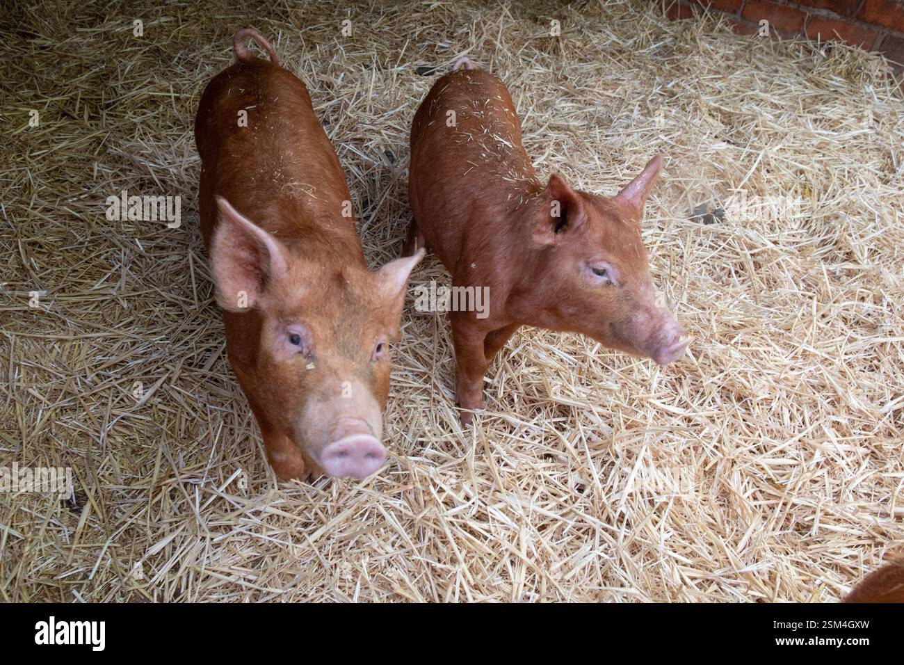 pig and piglets on a farm Stock Photo - Alamy