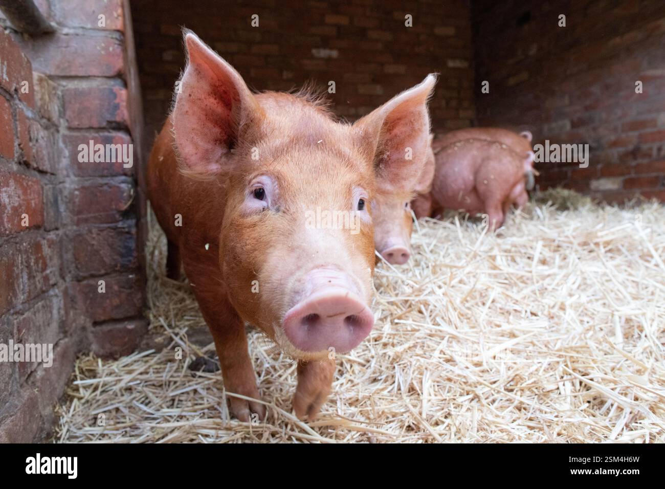 pig and piglets on a farm Stock Photo - Alamy