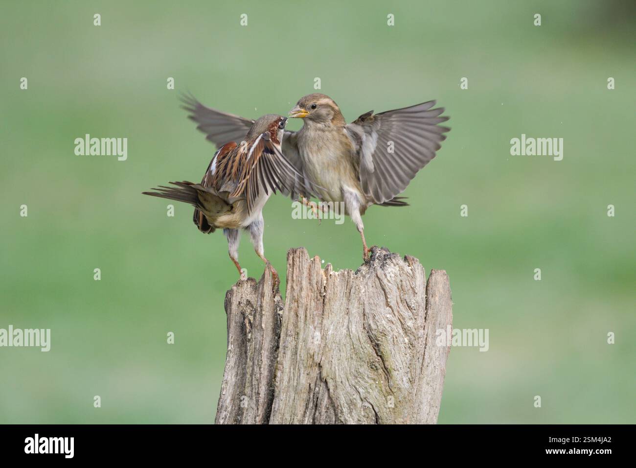 Two house sparrows fighting in flight Stock Photo - Alamy