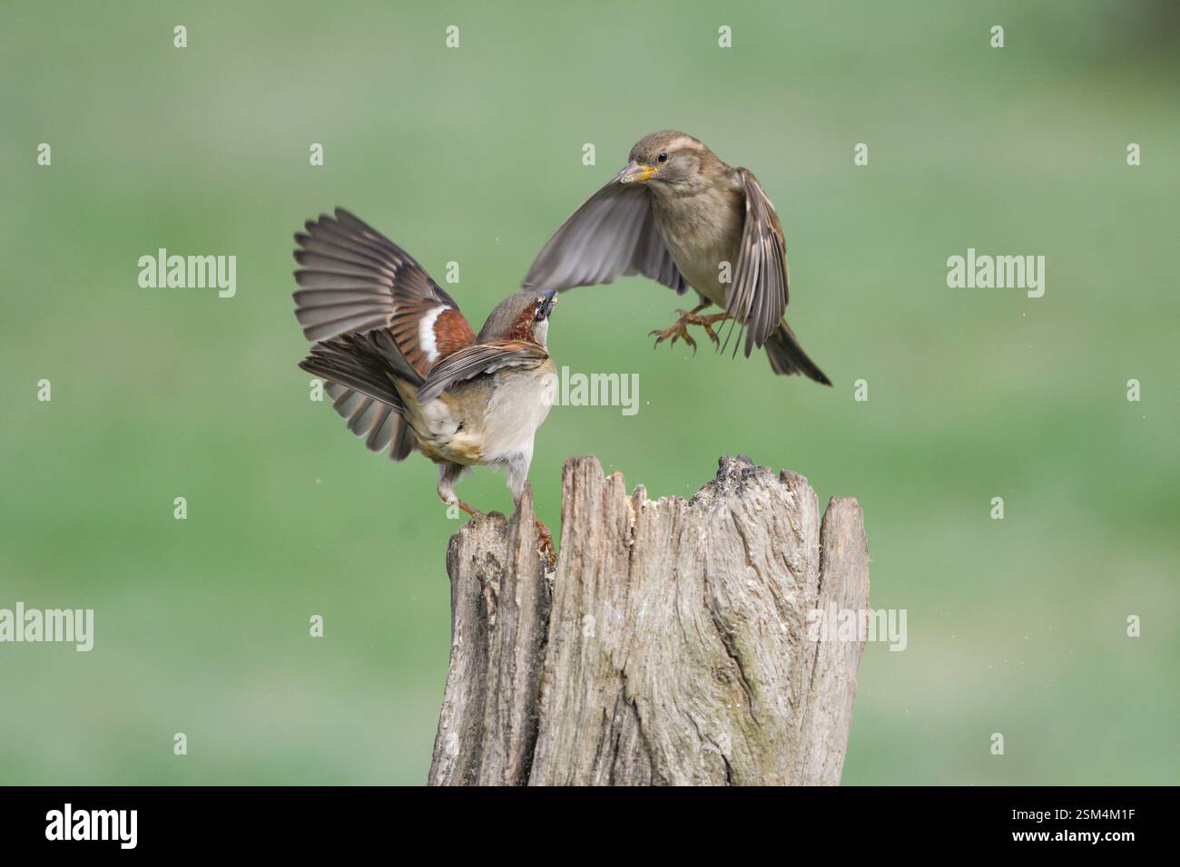 Two house sparrows fighting in flight Stock Photo - Alamy