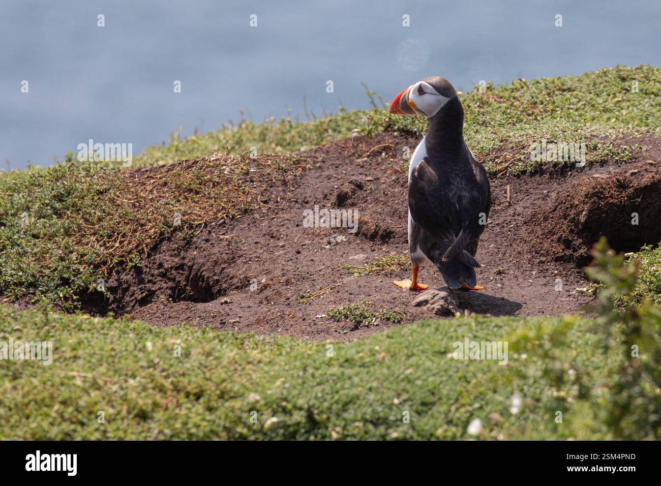 Atlantic puffins on Skoma island Stock Photo - Alamy