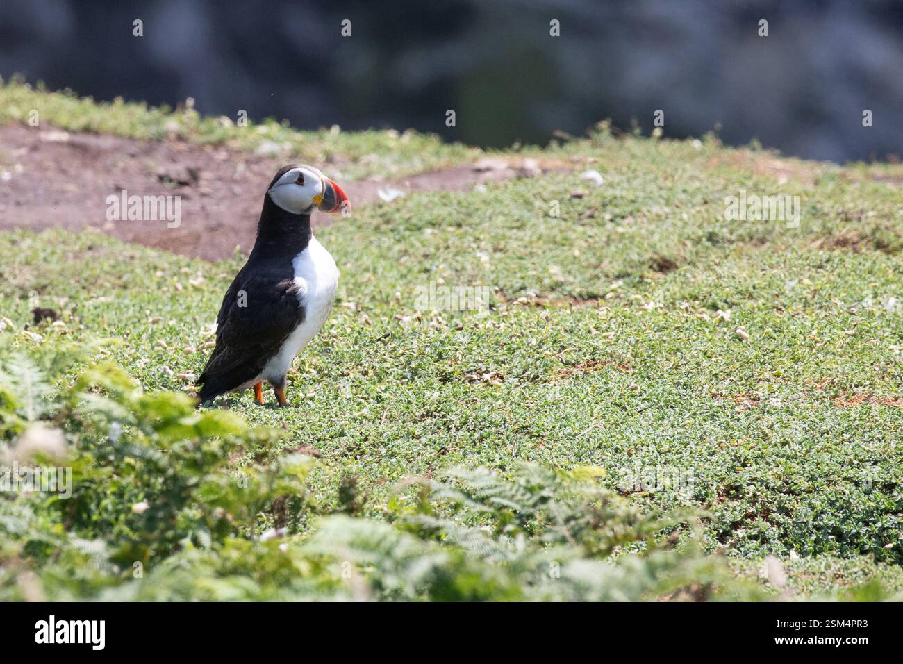 Atlantic puffins on Skoma island Stock Photo - Alamy