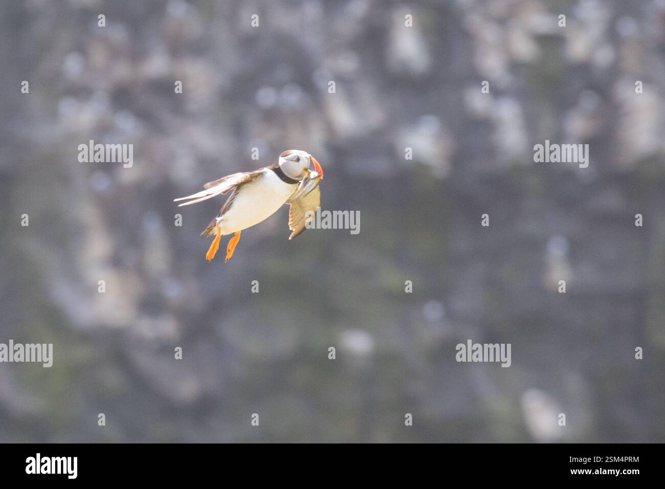 Atlantic puffins on Skoma island Stock Photo - Alamy