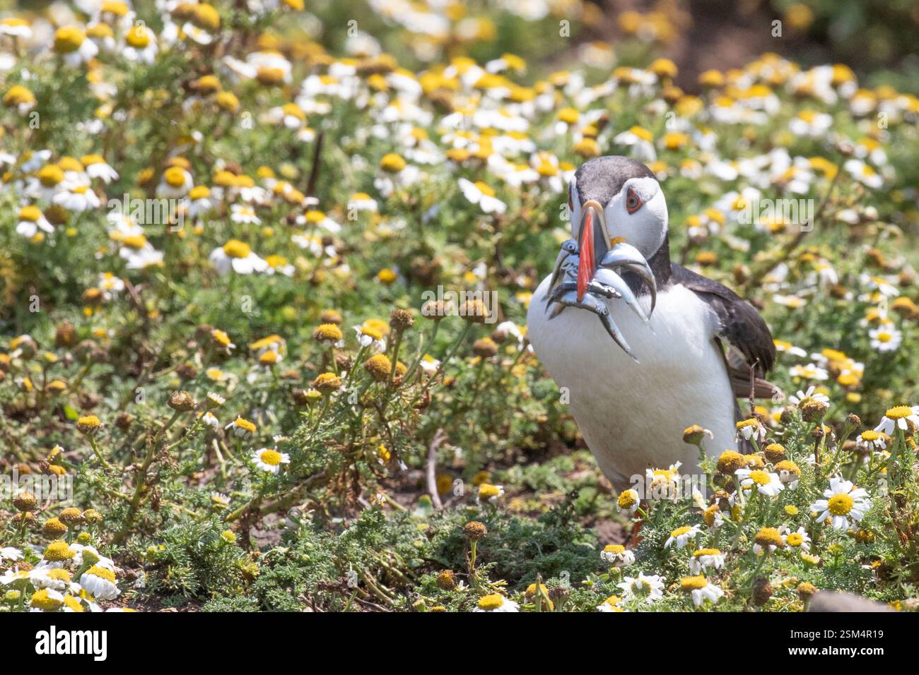 Atlantic puffins on Skoma island Stock Photo - Alamy