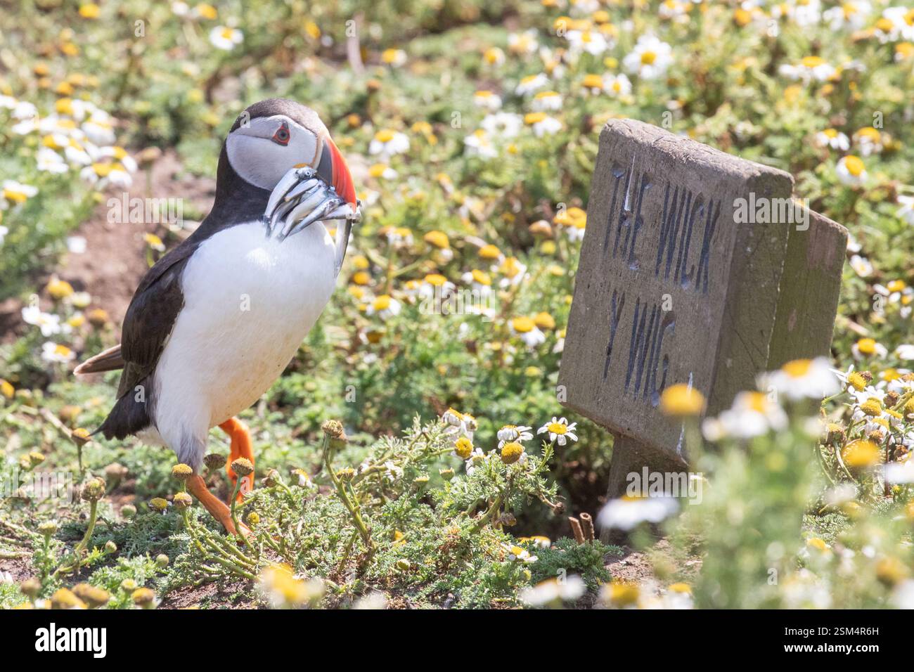 Atlantic puffins on Skoma island Stock Photo - Alamy