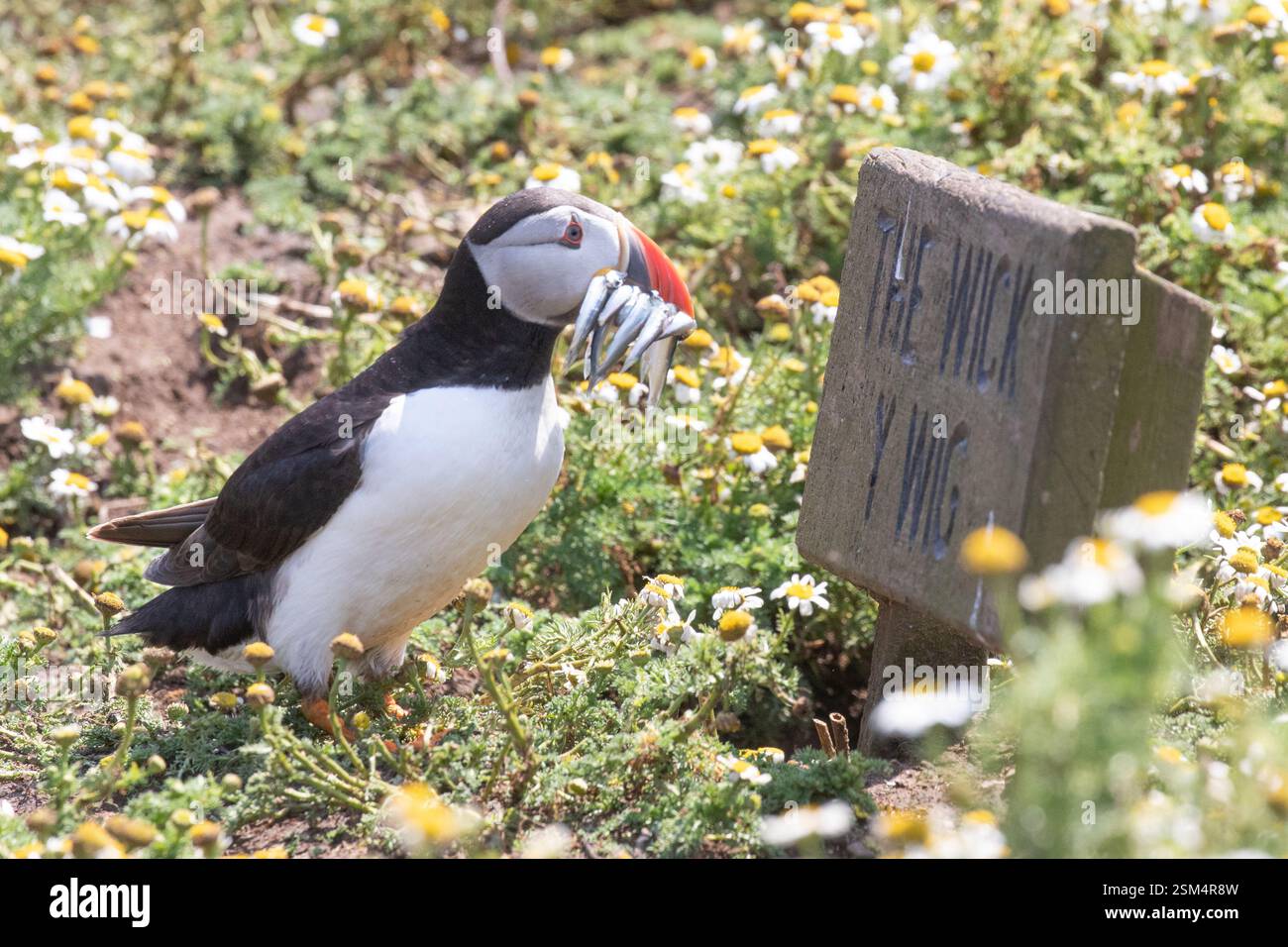 Atlantic puffins on Skoma island Stock Photo - Alamy