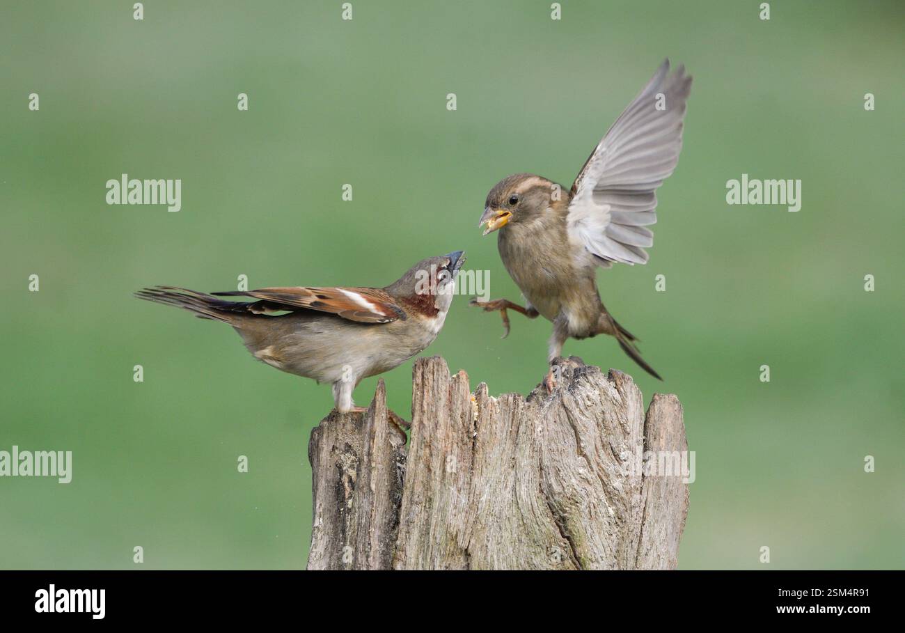 Two house sparrows fighting in flight Stock Photo - Alamy