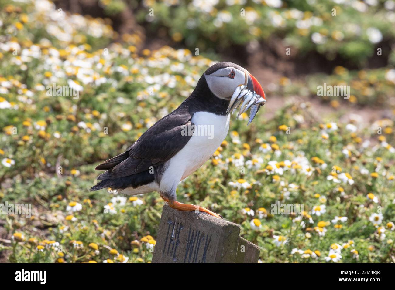 Atlantic puffins on Skoma island Stock Photo - Alamy