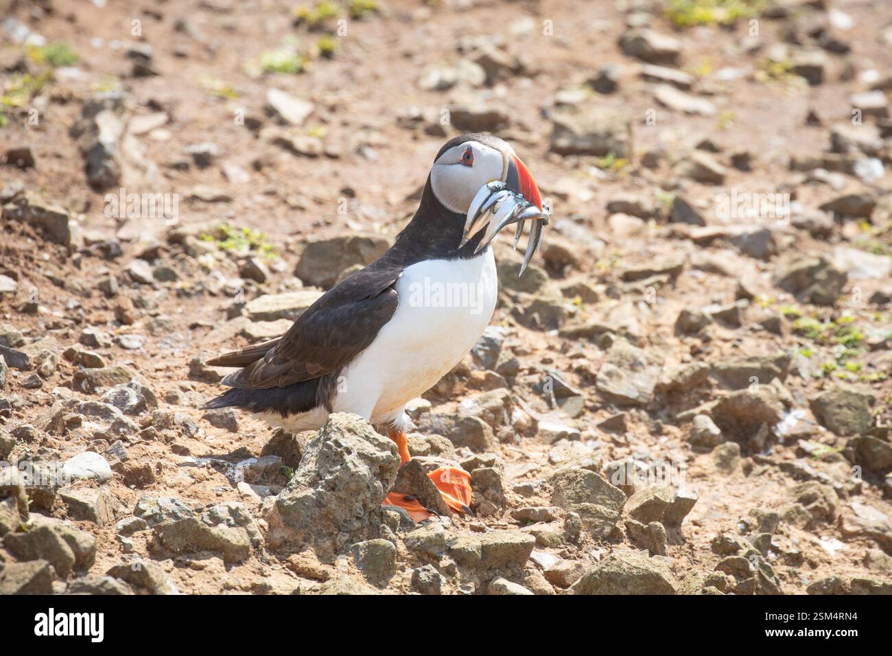 Atlantic puffins on Skoma island Stock Photo - Alamy