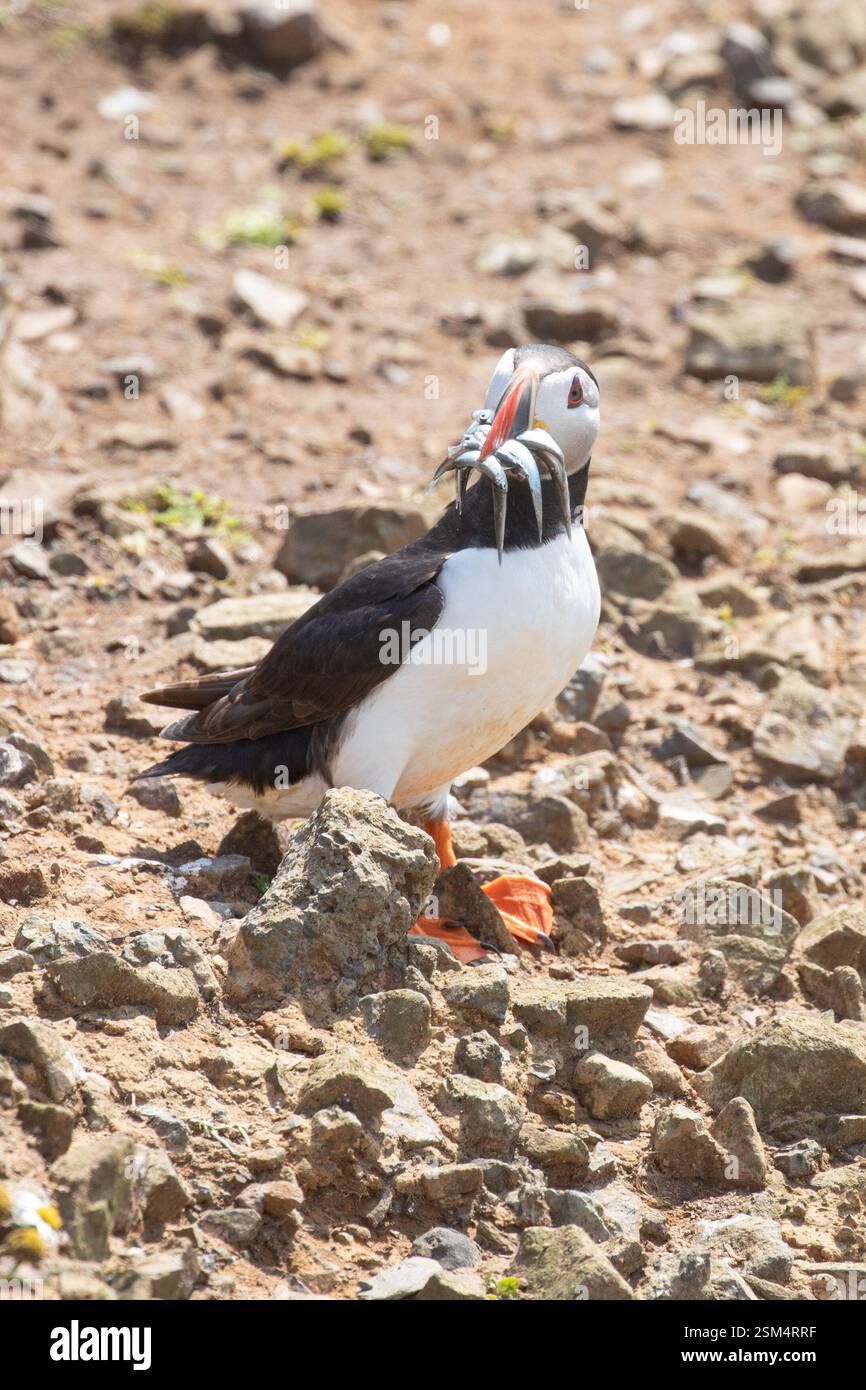 Atlantic puffins on Skoma island Stock Photo - Alamy