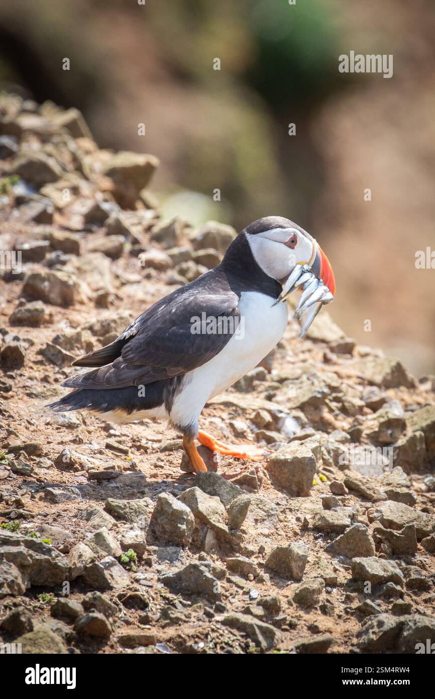 Atlantic puffins on Skoma island Stock Photo - Alamy