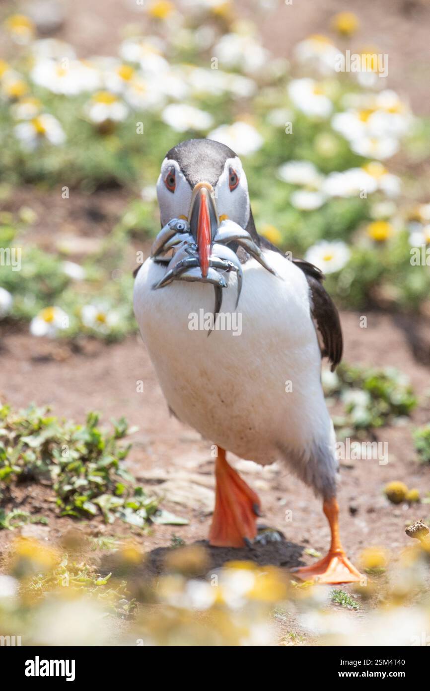 Atlantic puffins on Skoma island Stock Photo - Alamy