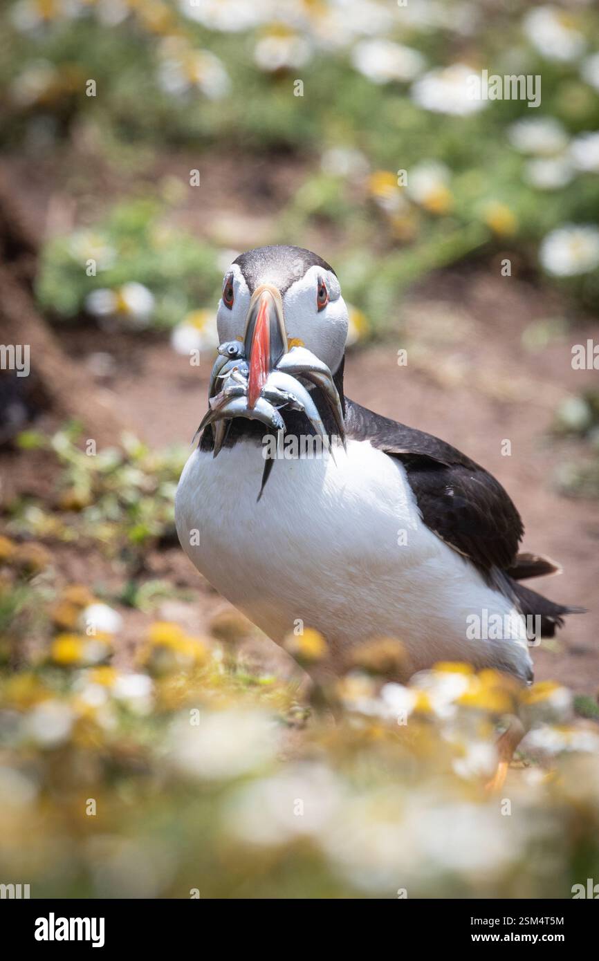 Atlantic puffins on Skoma island Stock Photo - Alamy