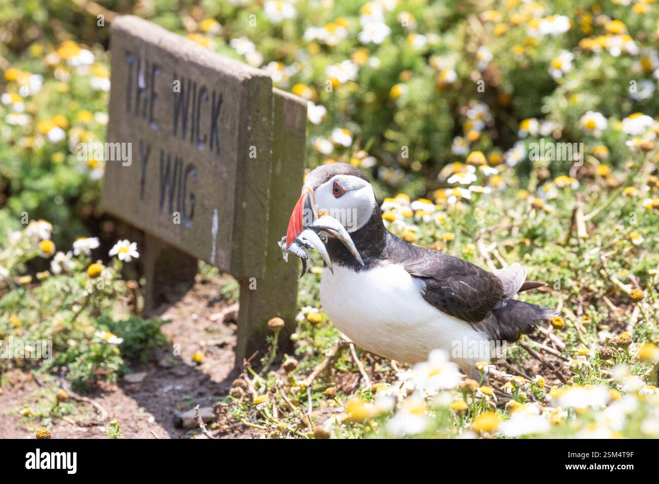 Atlantic puffins on Skoma island Stock Photo - Alamy