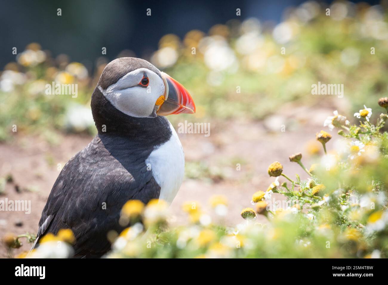 Atlantic puffins on Skoma island Stock Photo - Alamy