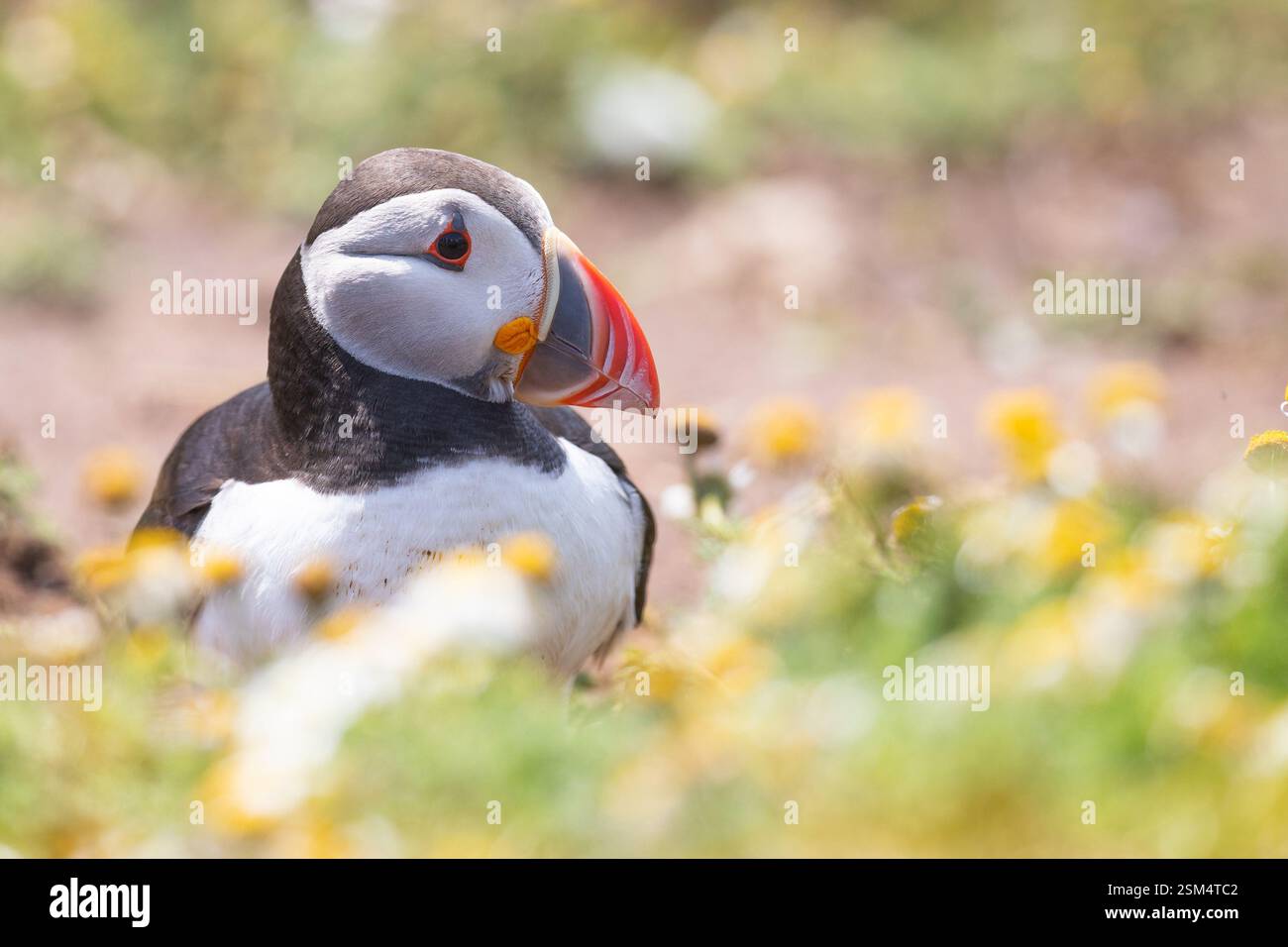 Atlantic puffins on Skoma island Stock Photo - Alamy