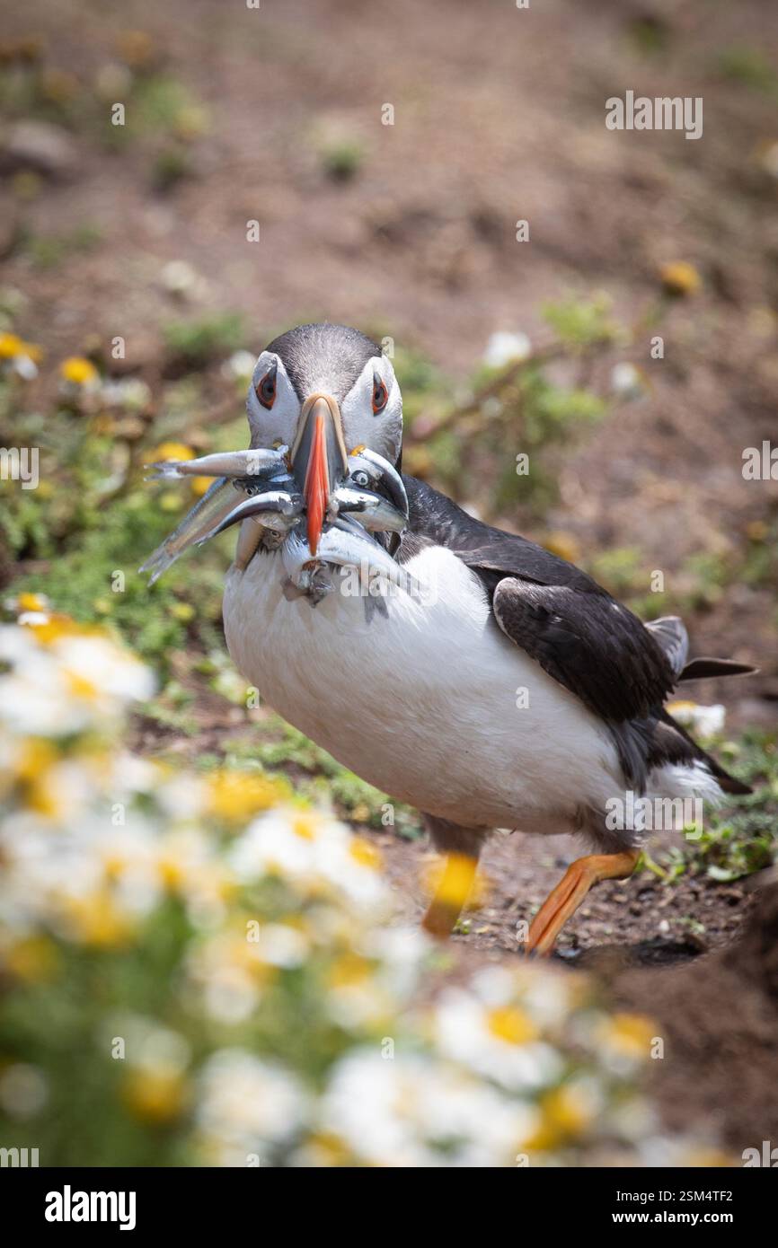 Atlantic puffins on Skoma island Stock Photo - Alamy