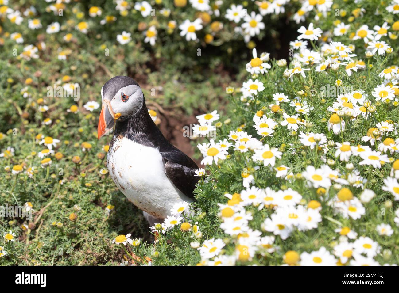 Atlantic puffins on Skoma island Stock Photo - Alamy