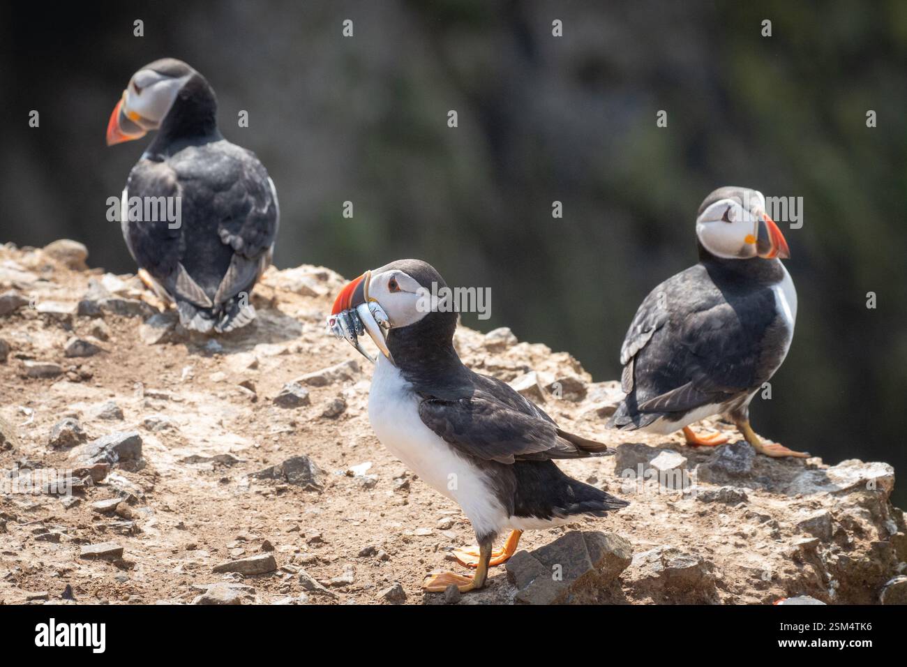 Atlantic puffins on Skoma island Stock Photo - Alamy