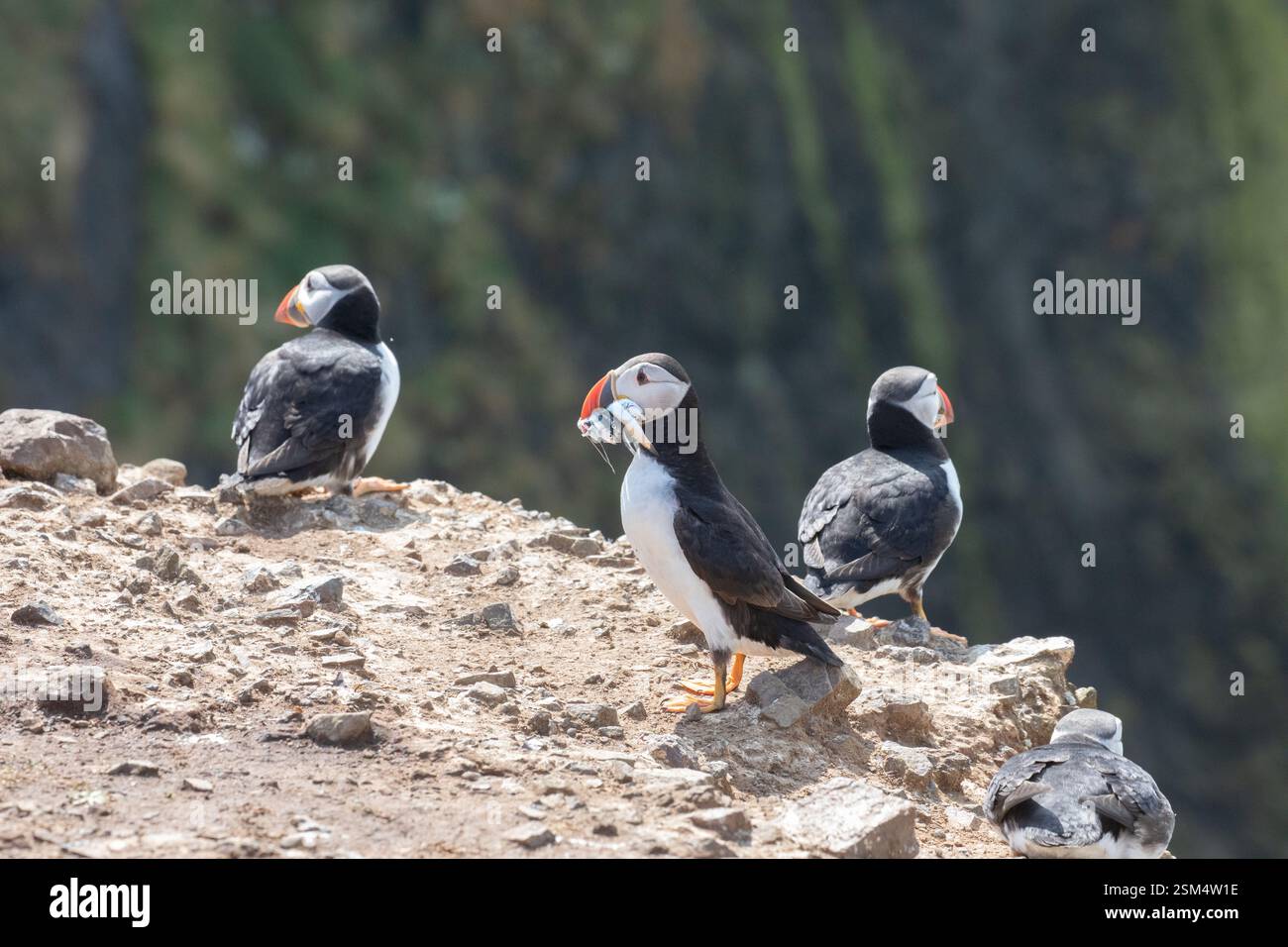 Atlantic puffins on Skoma island Stock Photo - Alamy
