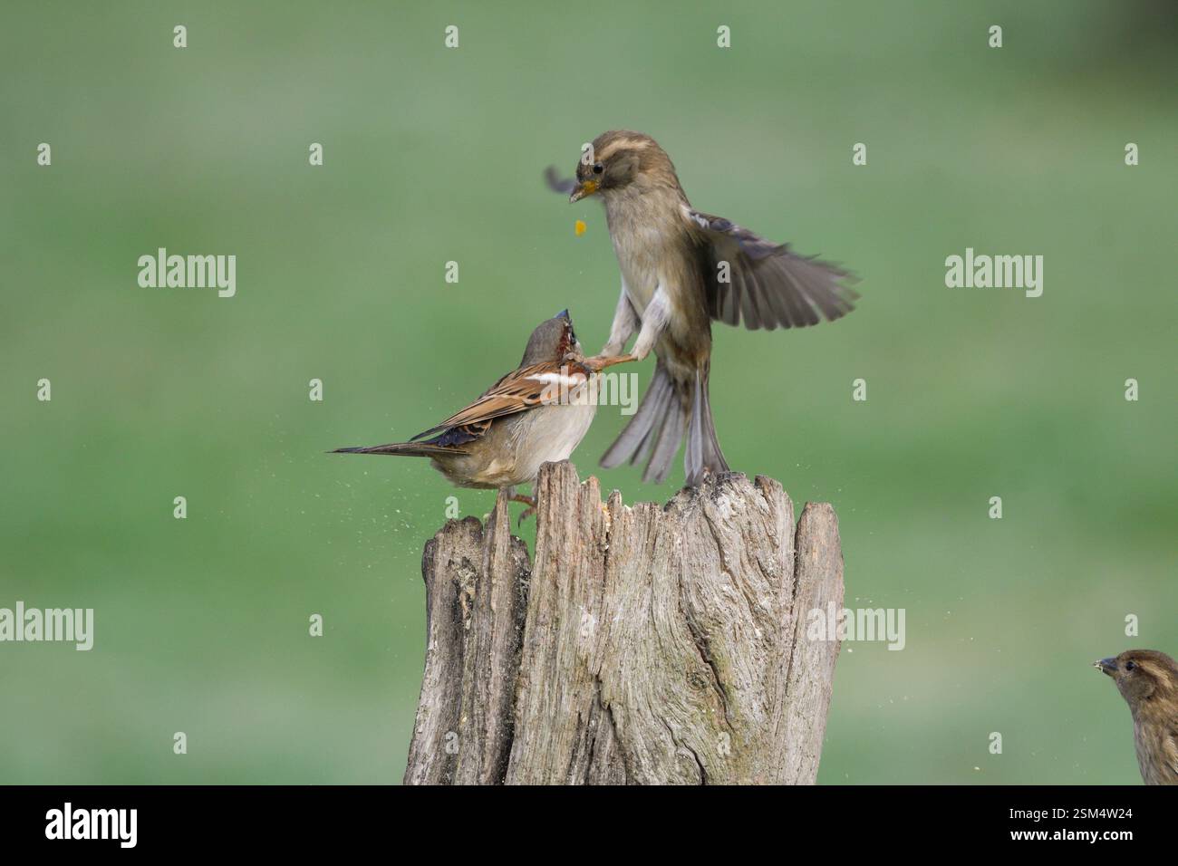 Two house sparrows fighting in flight Stock Photo - Alamy