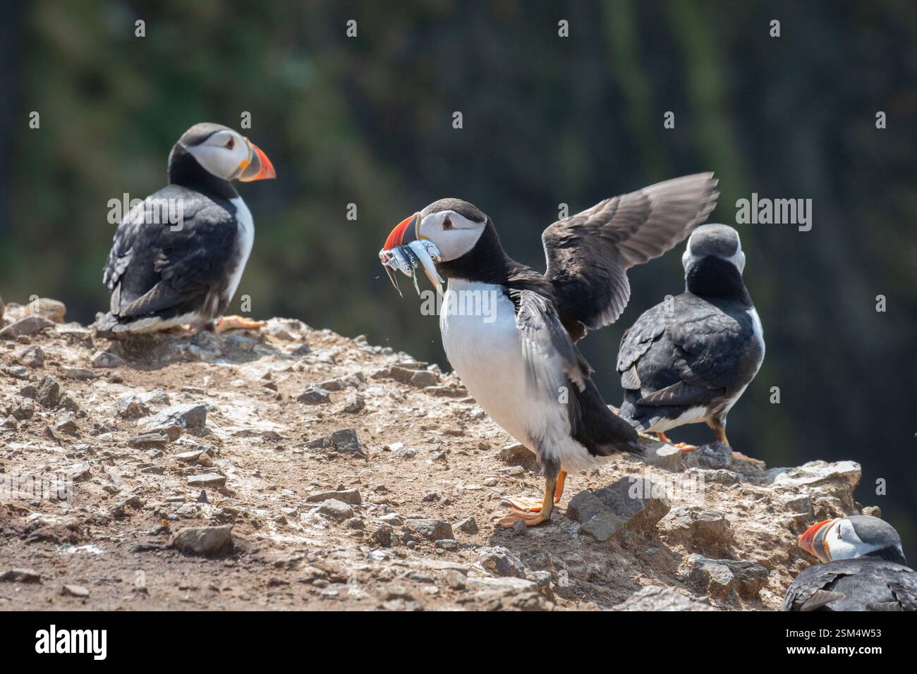 Atlantic puffins on Skoma island Stock Photo - Alamy